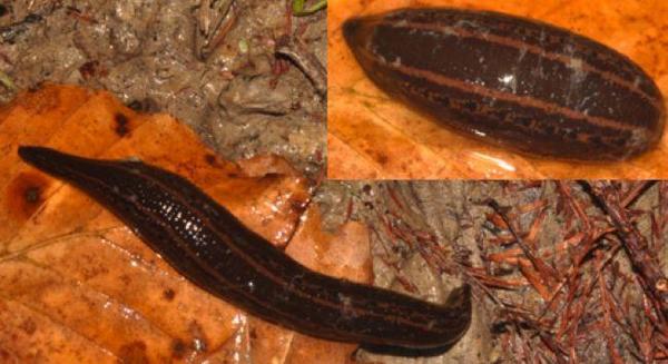 Sangsue d'Ile de France