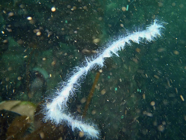 Siphonophore Apolemia