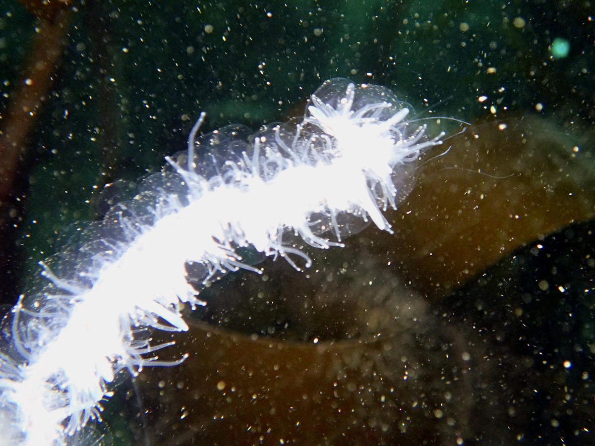 Siphonophore Apolemia