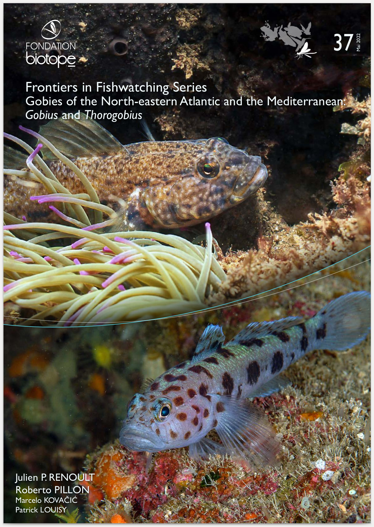 Sortie du guide d'identification des gobies des genres Gobius et ...