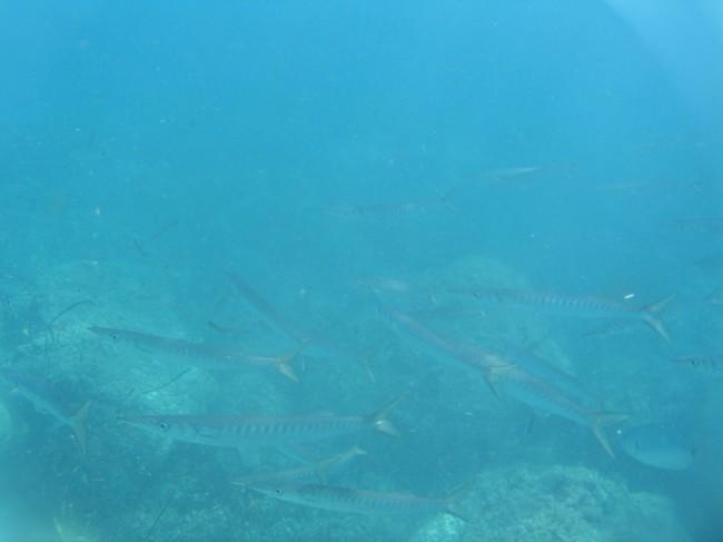 Sphyraena bécune , mais lequel