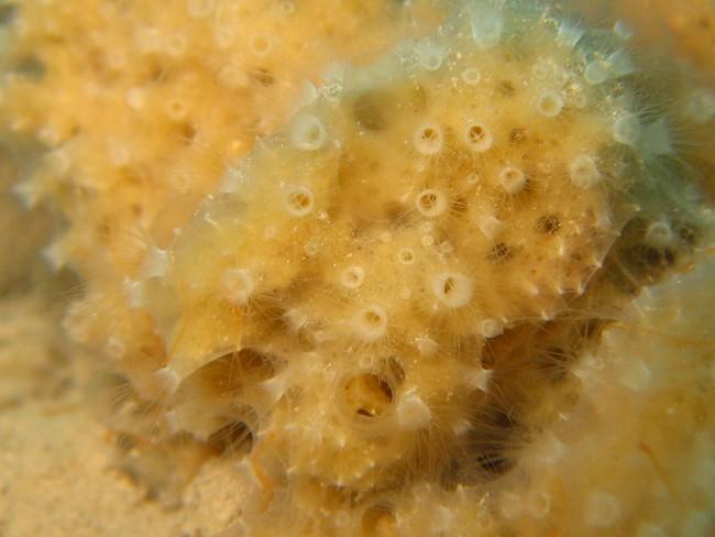 Spongiaire aux oscules ciliés