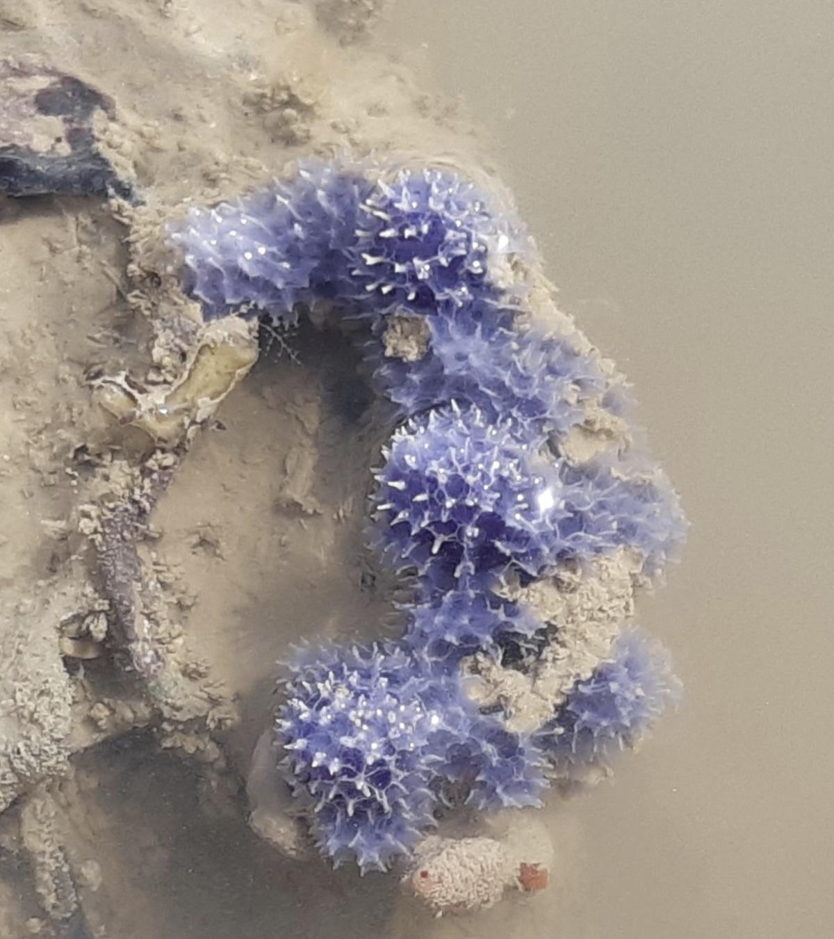 sur l'estran en Charente-Maritime, éponge épineuse violette