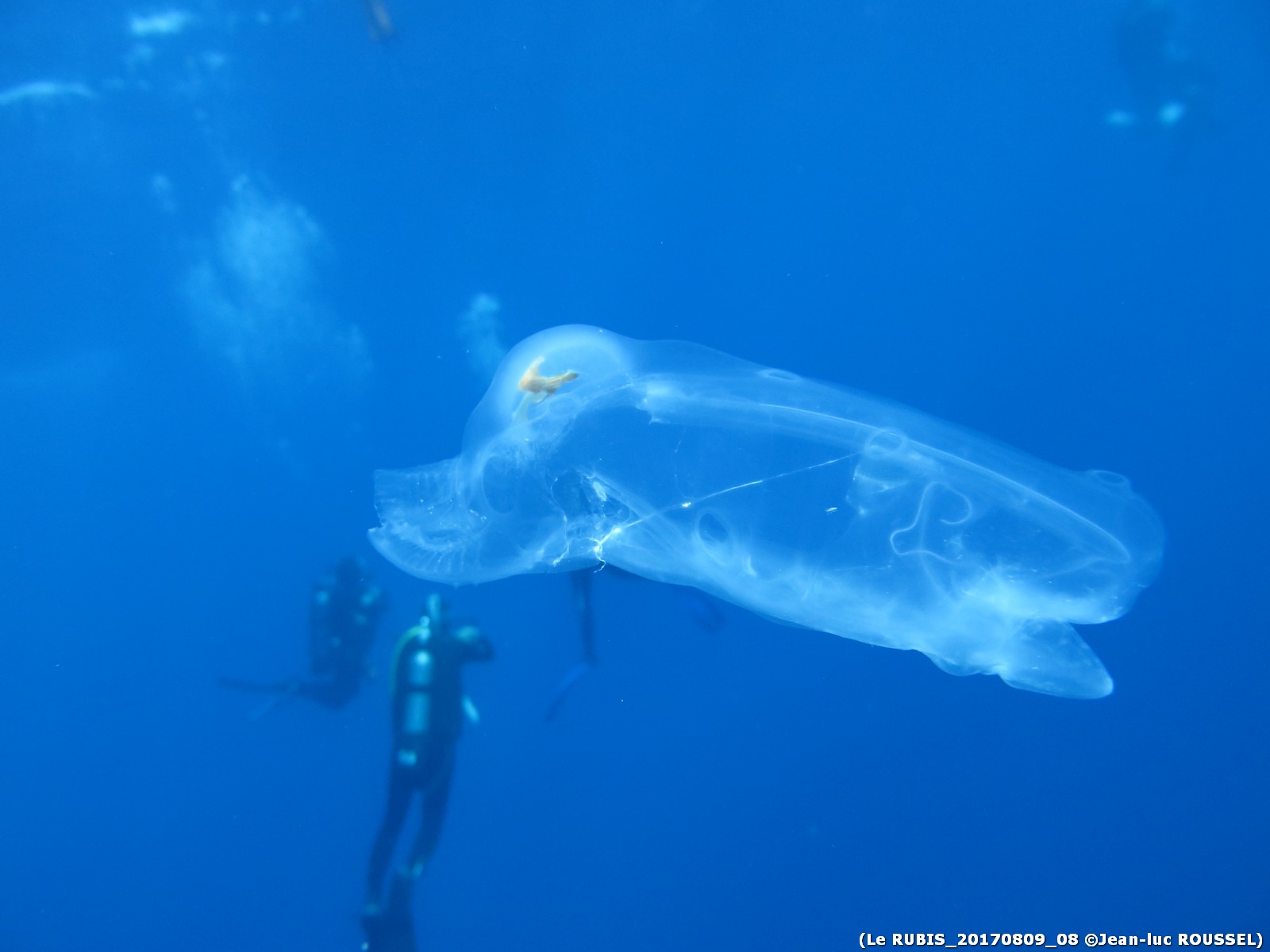 Un Cténophore, oui mais lequel?