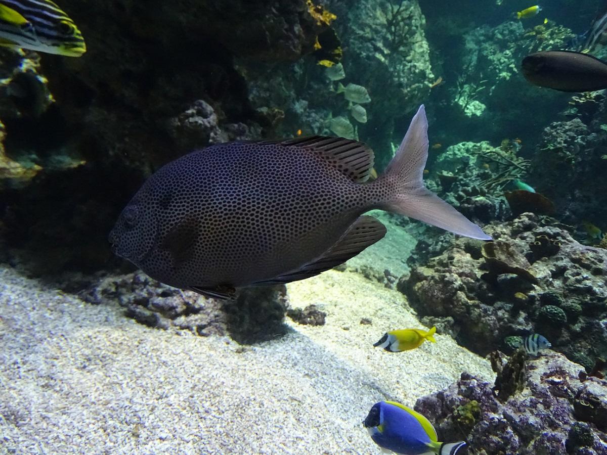 Un poisson noir moucheté