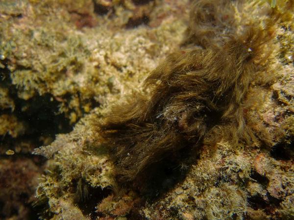 une algue brune, mais laquelle