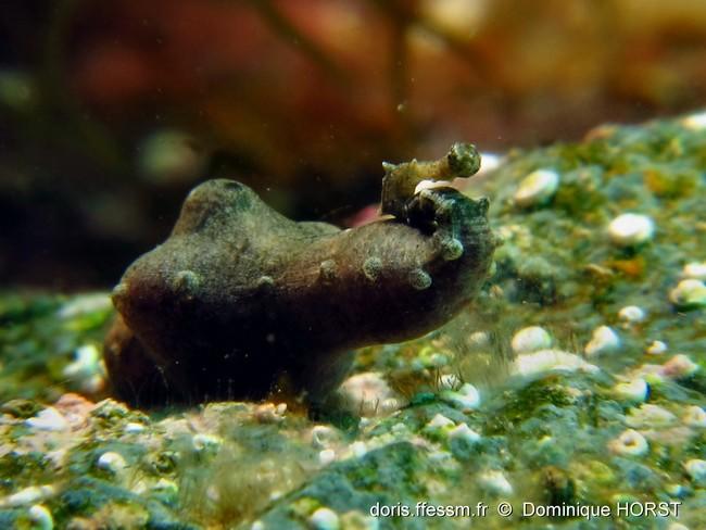 une bestiole incroyable...