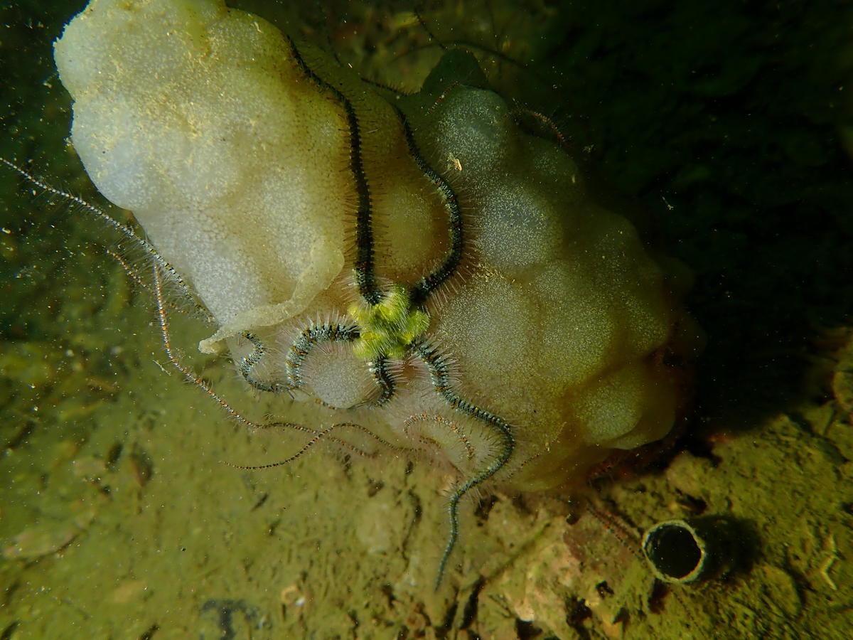 Variante verte de l'ophiure fragile