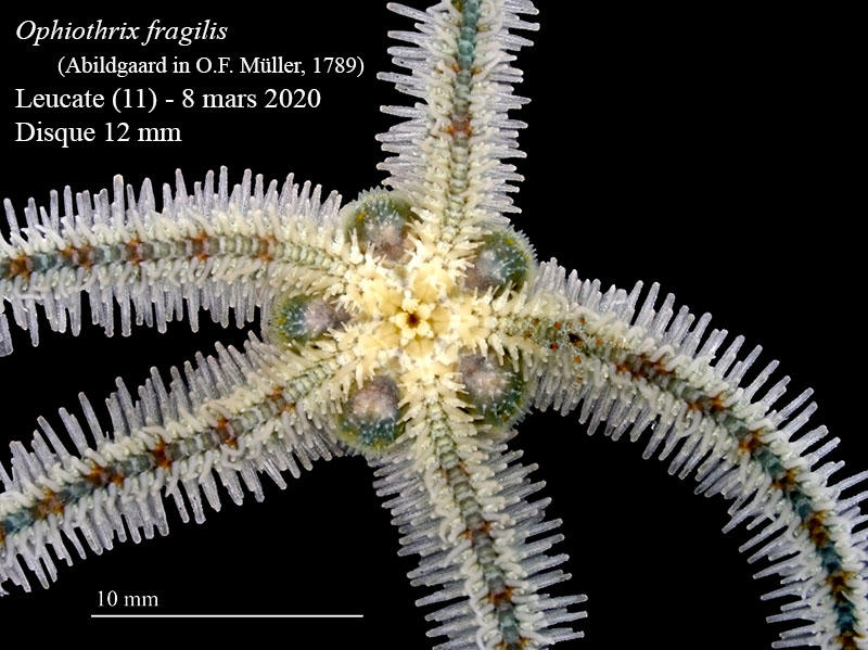 Variante verte de l'ophiure fragile