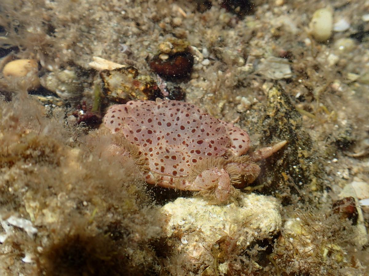 Xantho pilipes