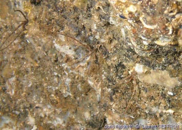 Ophiopsila aranea | DORIS