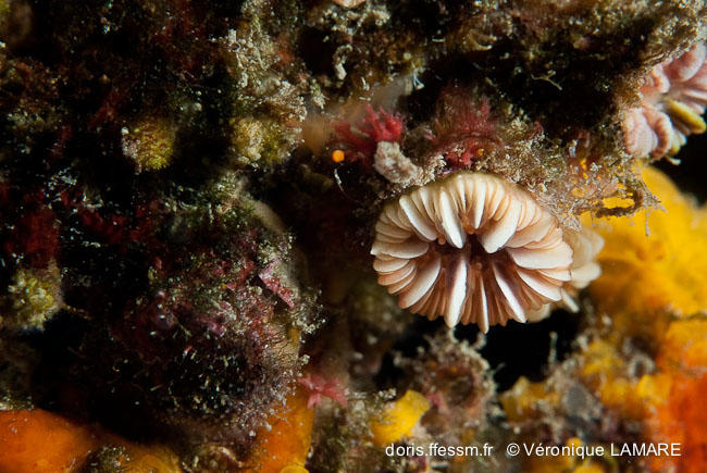 Caryophyllia inornata | DORIS