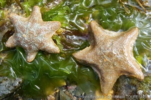Asterina gibbosa | DORIS