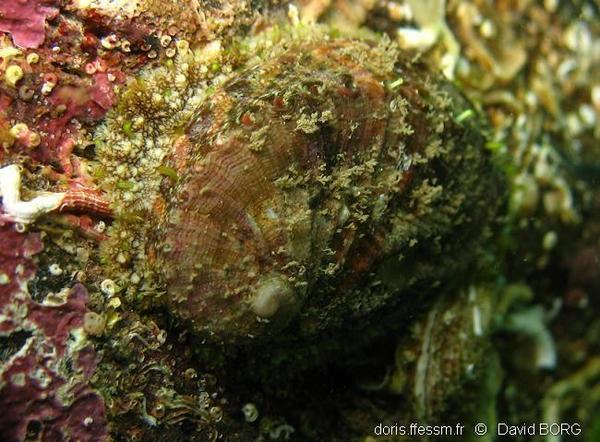 Haliotis tuberculata f. lamellosa | DORIS