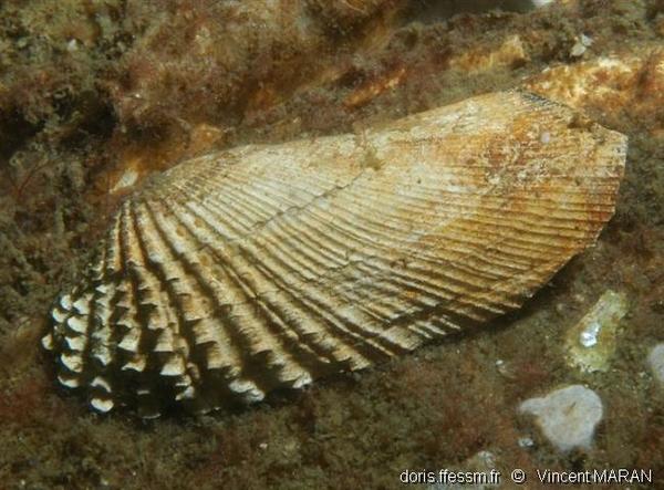 Petricolaria pholadiformis | DORIS