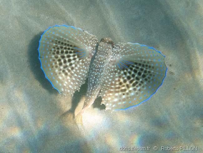 Dactylopterus volitans | DORIS