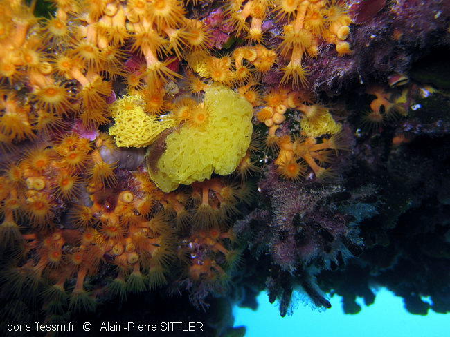 Clathrina clathrus | DORIS