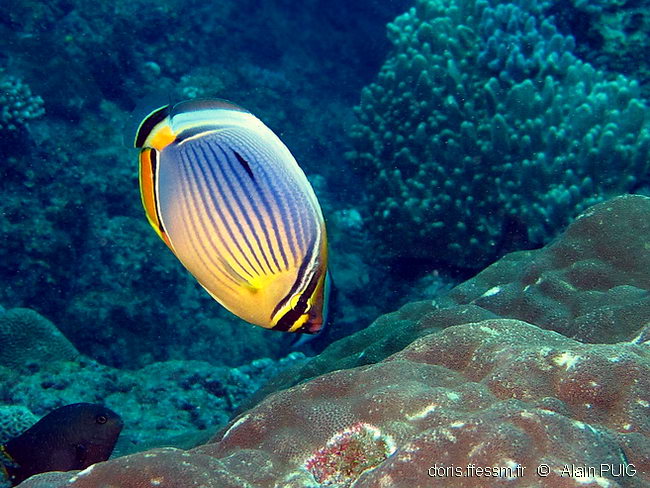 Chaetodon trifasciatus | DORIS