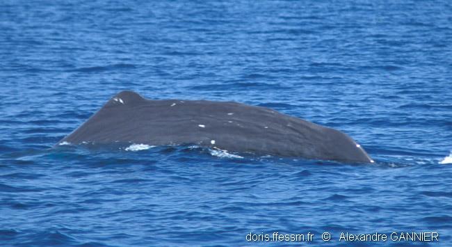 Physeter macrocephalus | DORIS