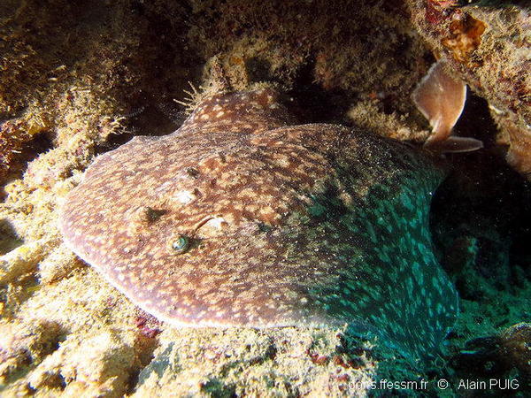 Torpedo fuscomaculata | DORIS