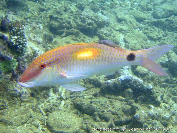 Parupeneus indicus | DORIS