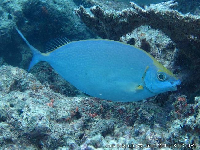 Siganus argenteus | DORIS