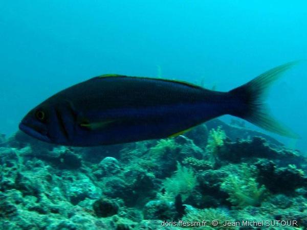 Aphareus furca | DORIS