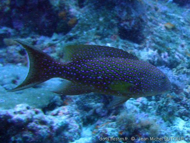 Variola albimarginata | DORIS