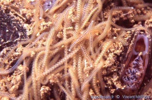 Phyllodoce maculata | DORIS