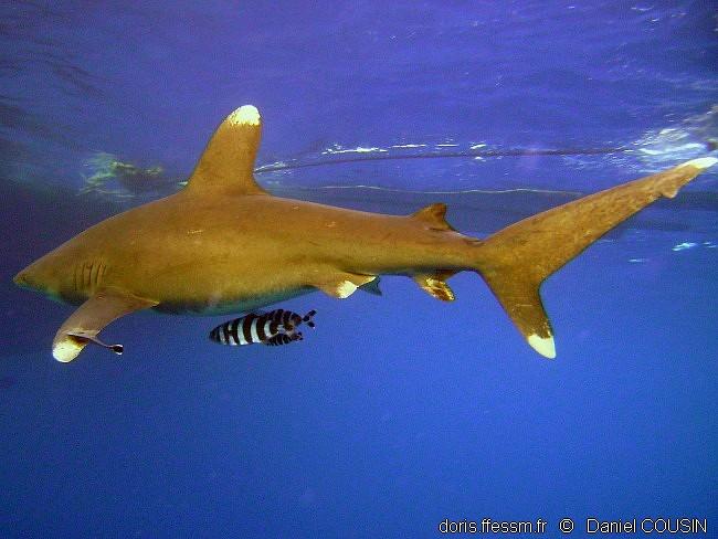 Carcharhinus longimanus | DORIS