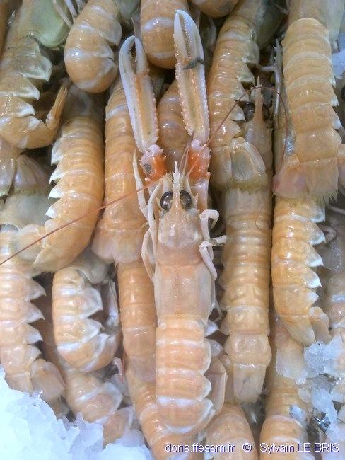 Nephrops norvegicus | DORIS