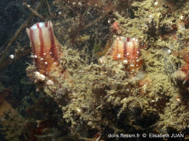 Microcosmus sabatieri | DORIS