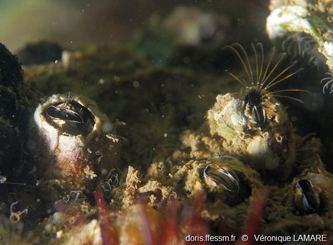 Perforatus perforatus | DORIS