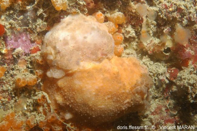 Doris pseudoargus | DORIS