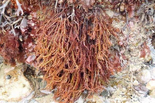 Solieria chordalis | DORIS