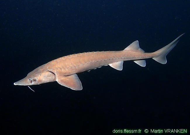 Acipenser ruthenus | DORIS