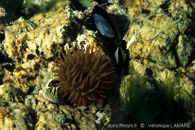 Actinia equina | DORIS