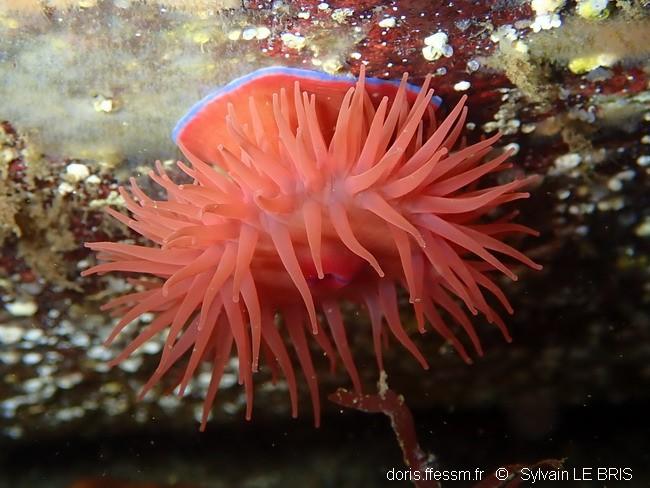 Actinia equina | DORIS