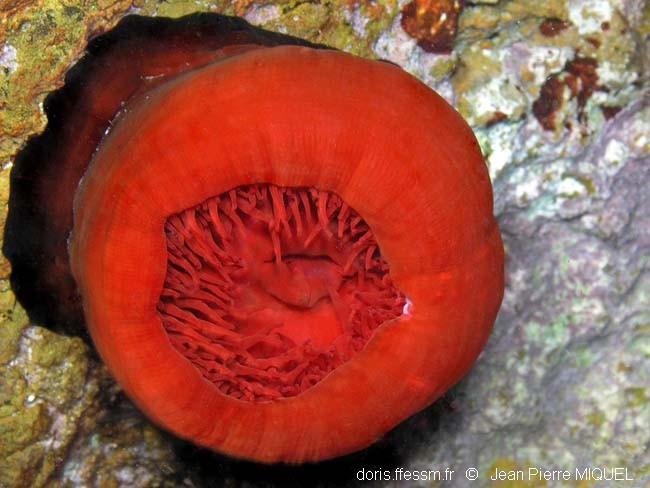 Actinia equina / mediterranea | DORIS