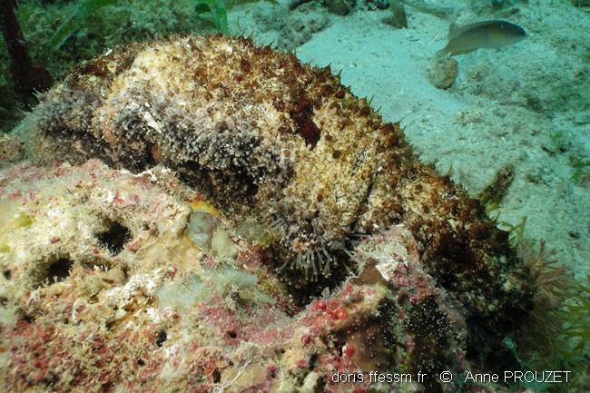 Actinopyga agassizii | DORIS