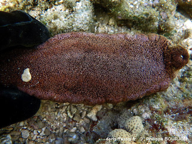 Actinopyga echinites | DORIS