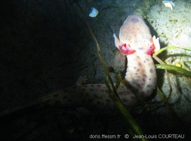 Necturus maculosus | DORIS