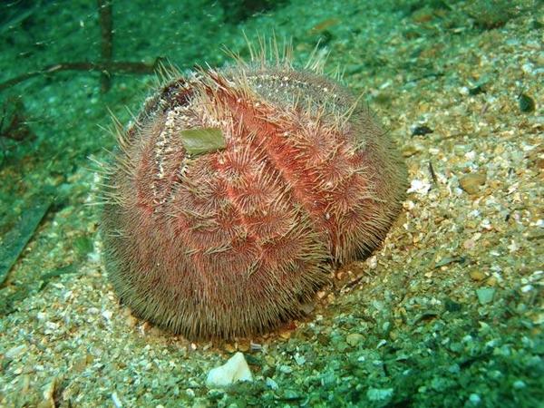 Spatangus purpureus | DORIS