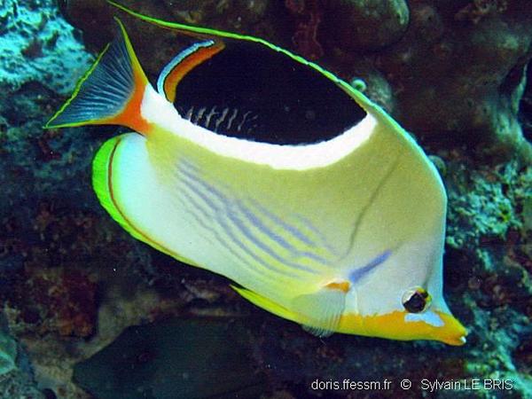 Chaetodon ephippium | DORIS