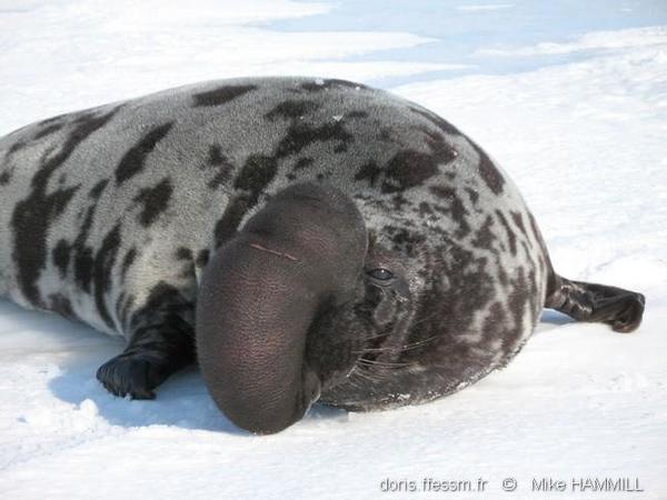 Cystophora cristata | DORIS