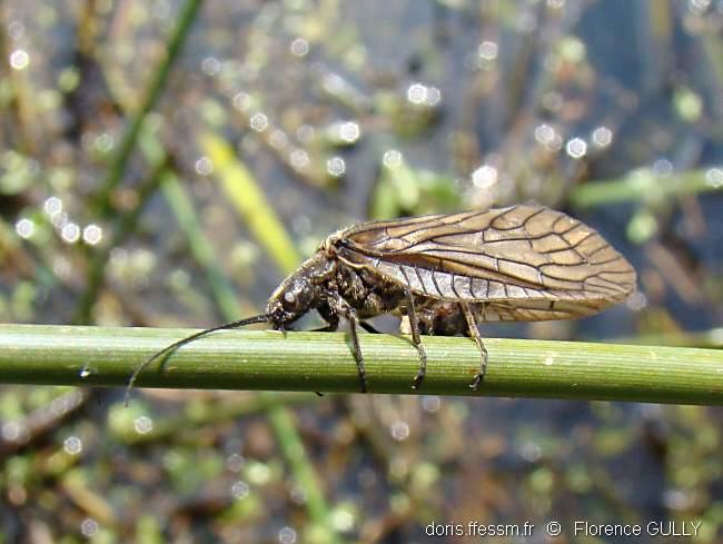 Sialis lutaria | DORIS