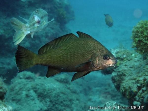 Umbrina canariensis | DORIS