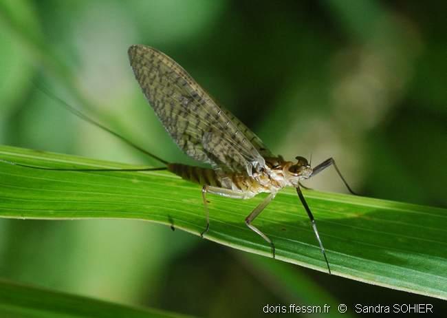 Ephemeroptera (ordre, larves) | DORIS