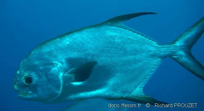 Trachinotus blochii | DORIS