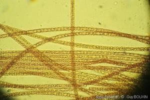 Planktothrix rubescens | DORIS